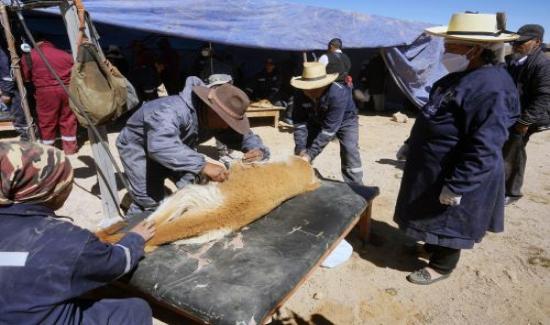 Huancavelica: obtienen 82.55 kilos de fibra de vicuña durante chaccu en ...